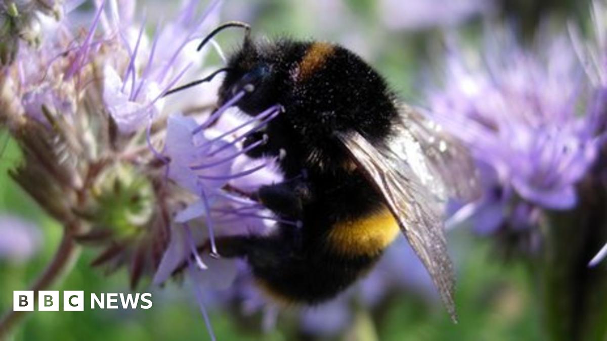 Northamptonshire crop farmer takes part in bee documentary - BBC News