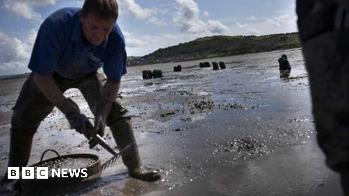 Cockle deaths in Burry Inlet not caused by pollution, study finds - BBC ...