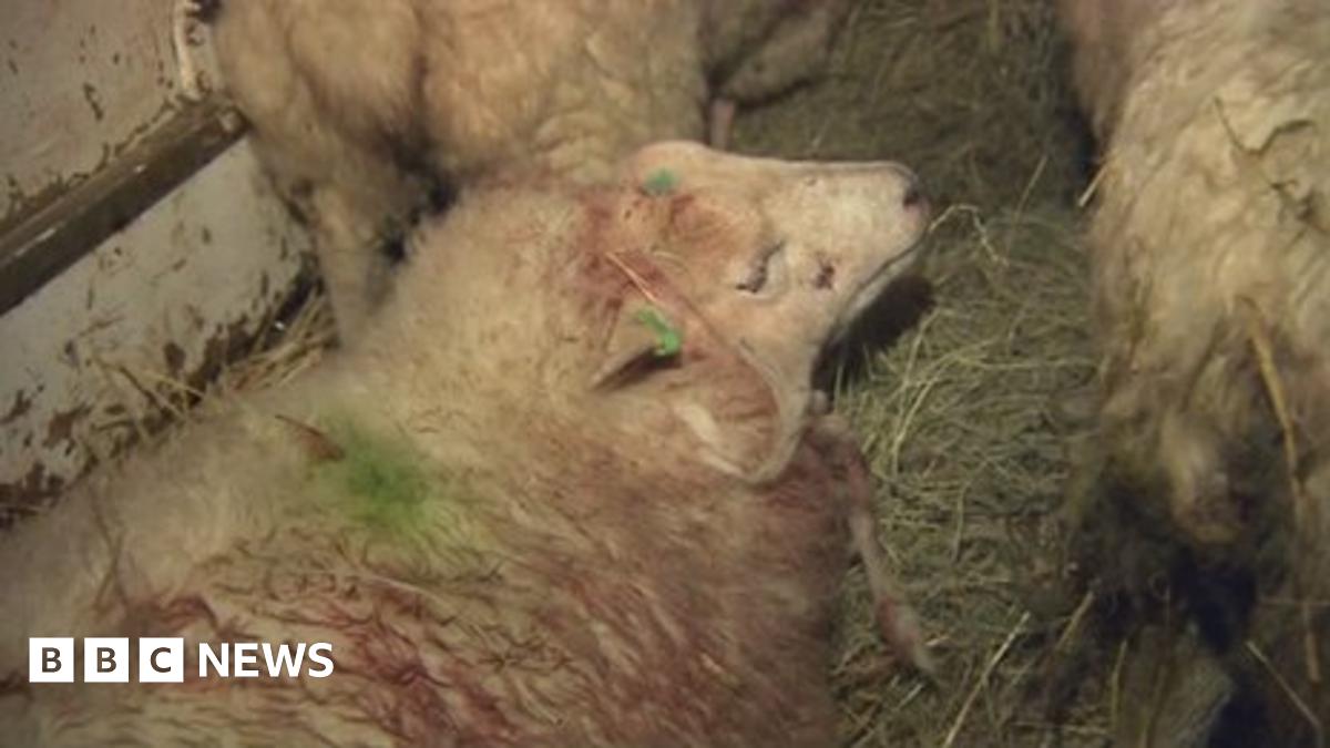 Sheep flock mauled in Hastings dog attack - BBC News