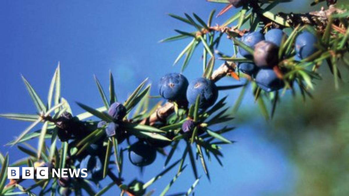 Juniper bush disease found in Cumbria and County Durham - BBC News