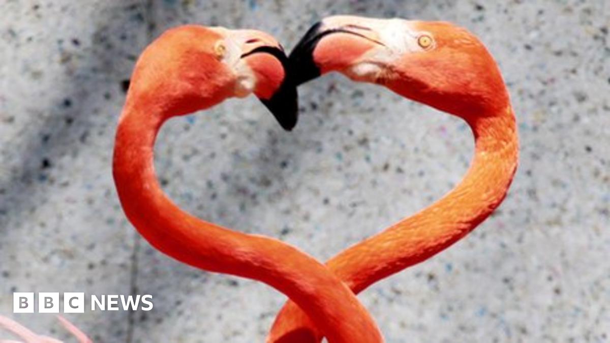 Cupid's algorithm: Do dating sites know love's formula? - BBC News