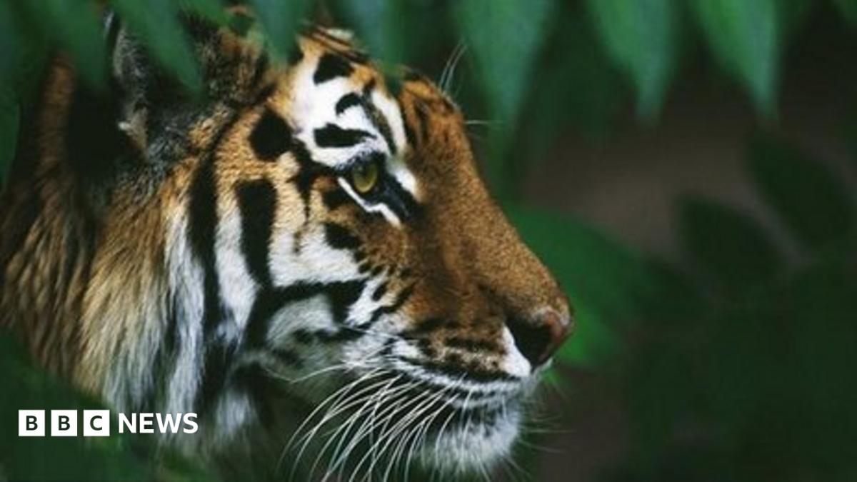 Crime chiefs agree to get tough on illegal tiger trade - BBC News