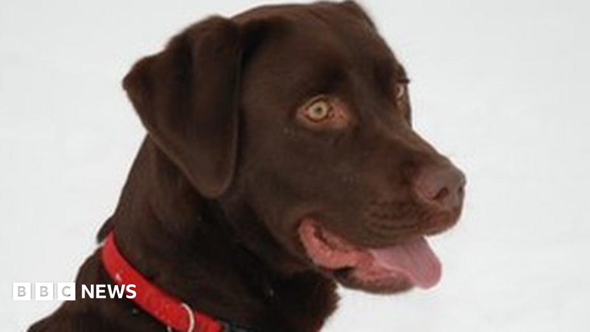 Northamptonshire pet dog on drip after eating cannabis - BBC News