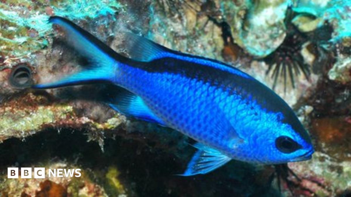 Newquay aquarium welcomes namesake fish - BBC News