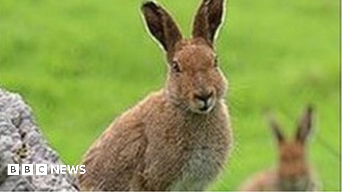Study warns action needed to save Irish hare from extinction - BBC News