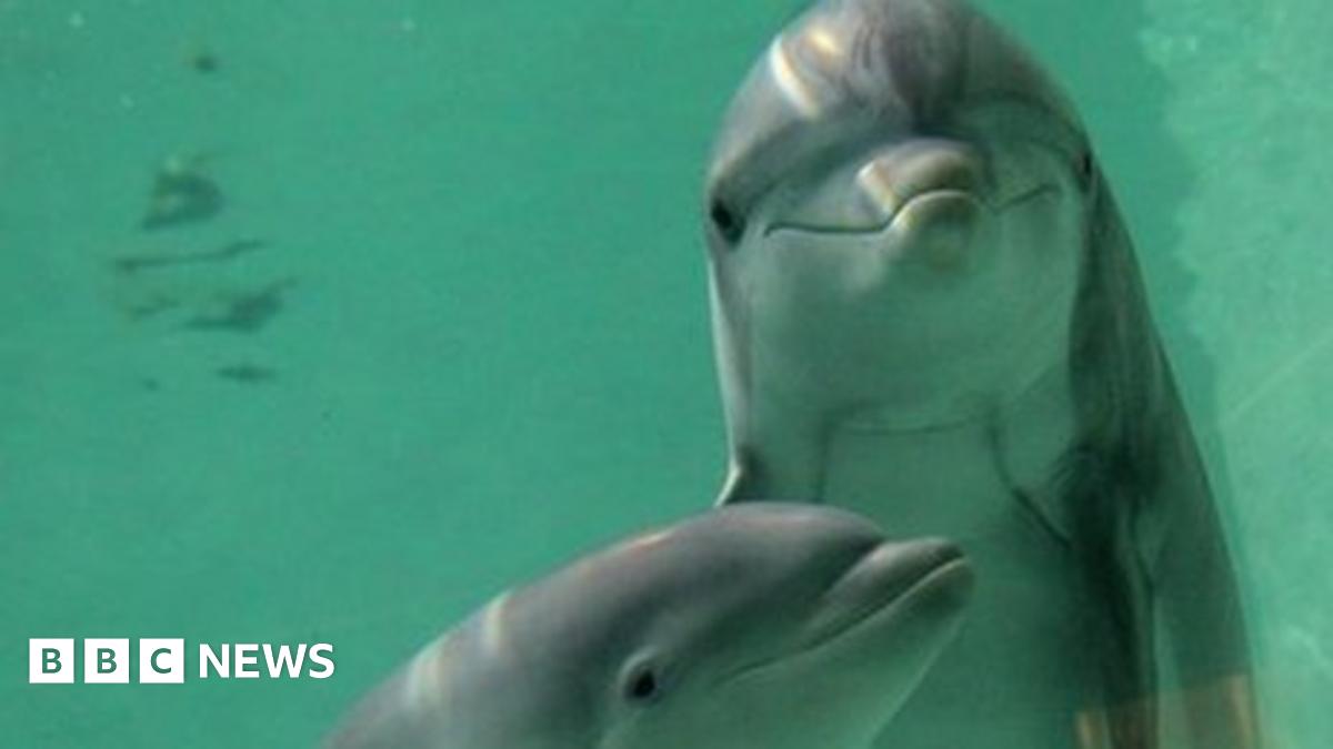 Dolphins deserve same rights as humans, say scientists - BBC News