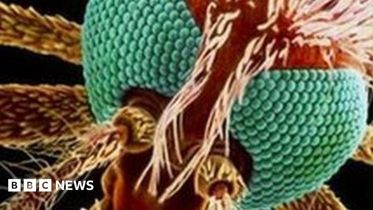 Malaria treatment may impact on disease risk for babies - BBC News