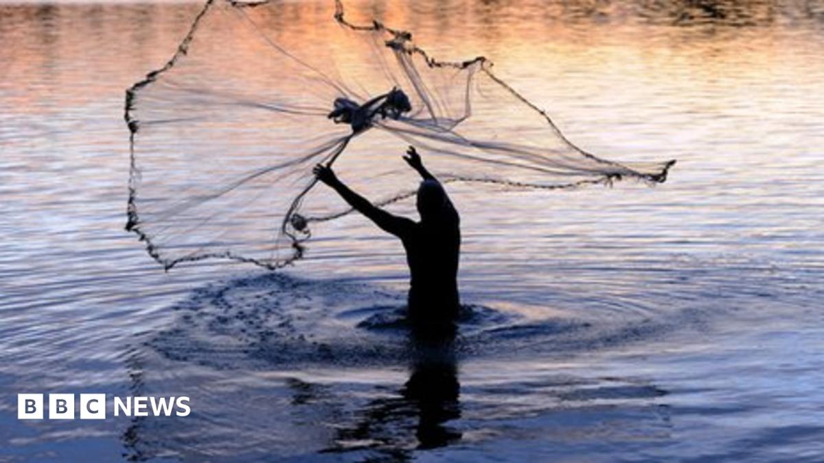 Regulation key to save fish stocks - BBC News