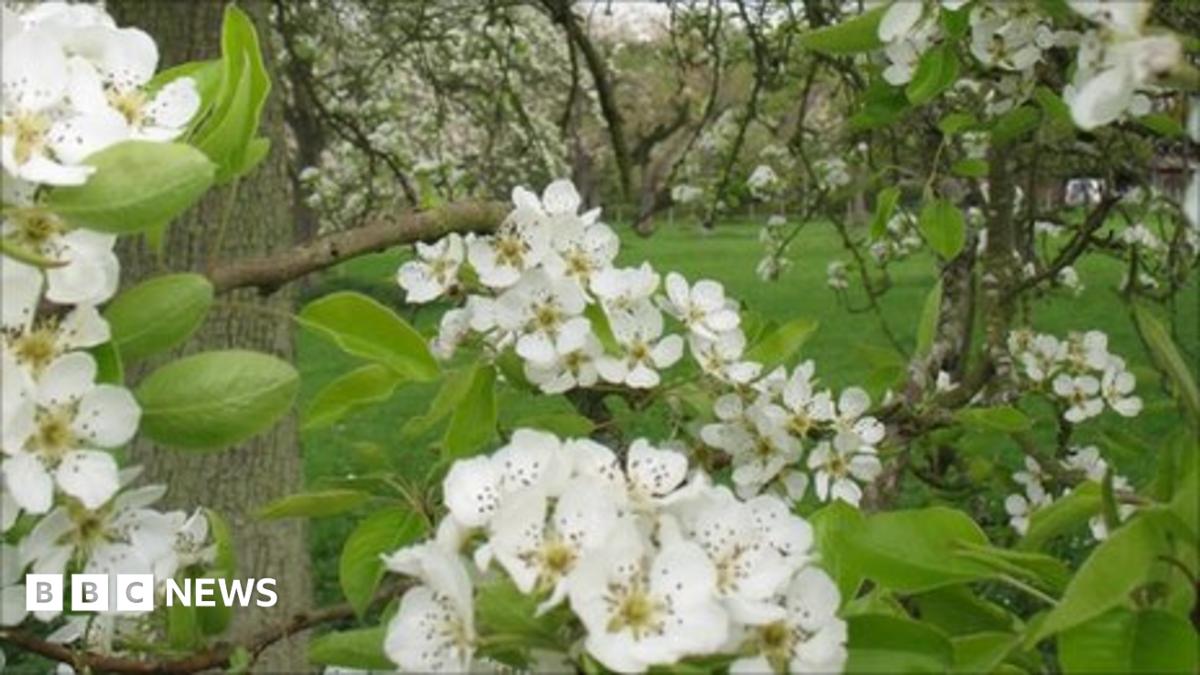 Volunteers plant jubilee orchard at Mareham Pastures - BBC News