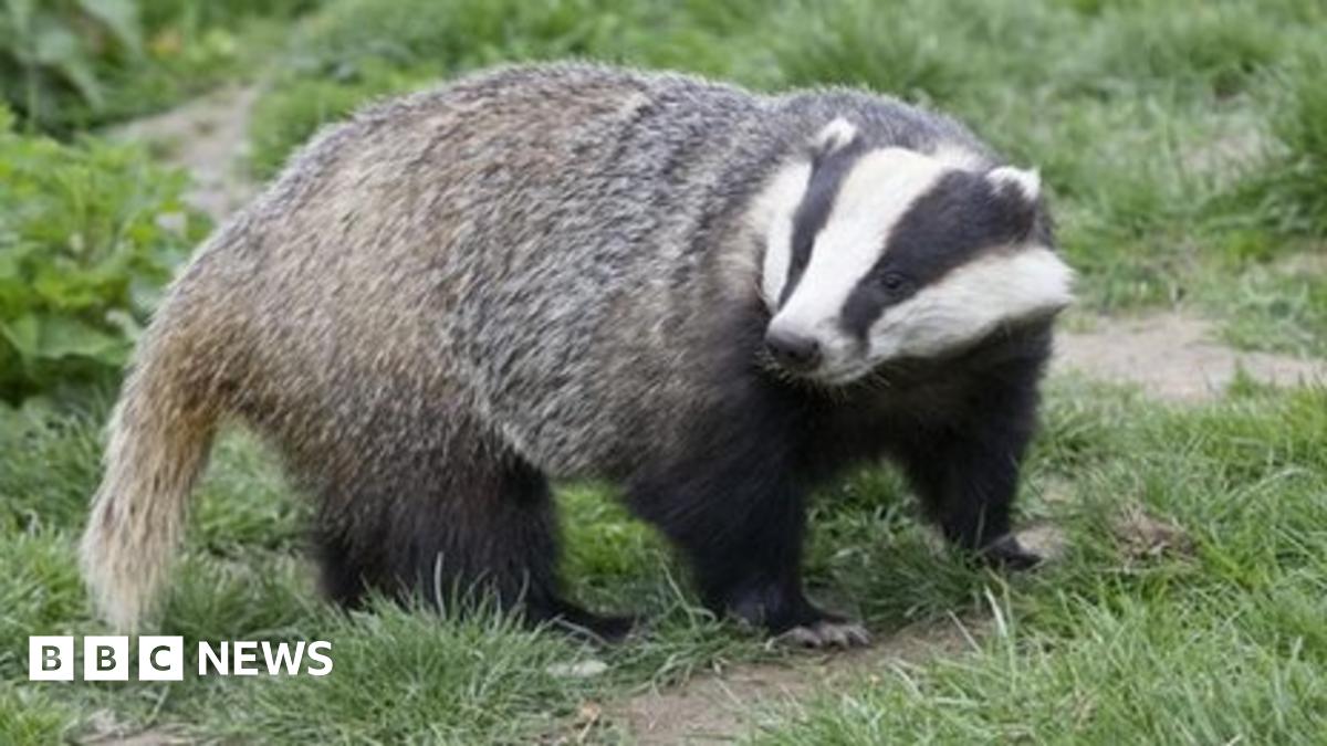 Badger Trust launches legal challenge to further culls - BBC News