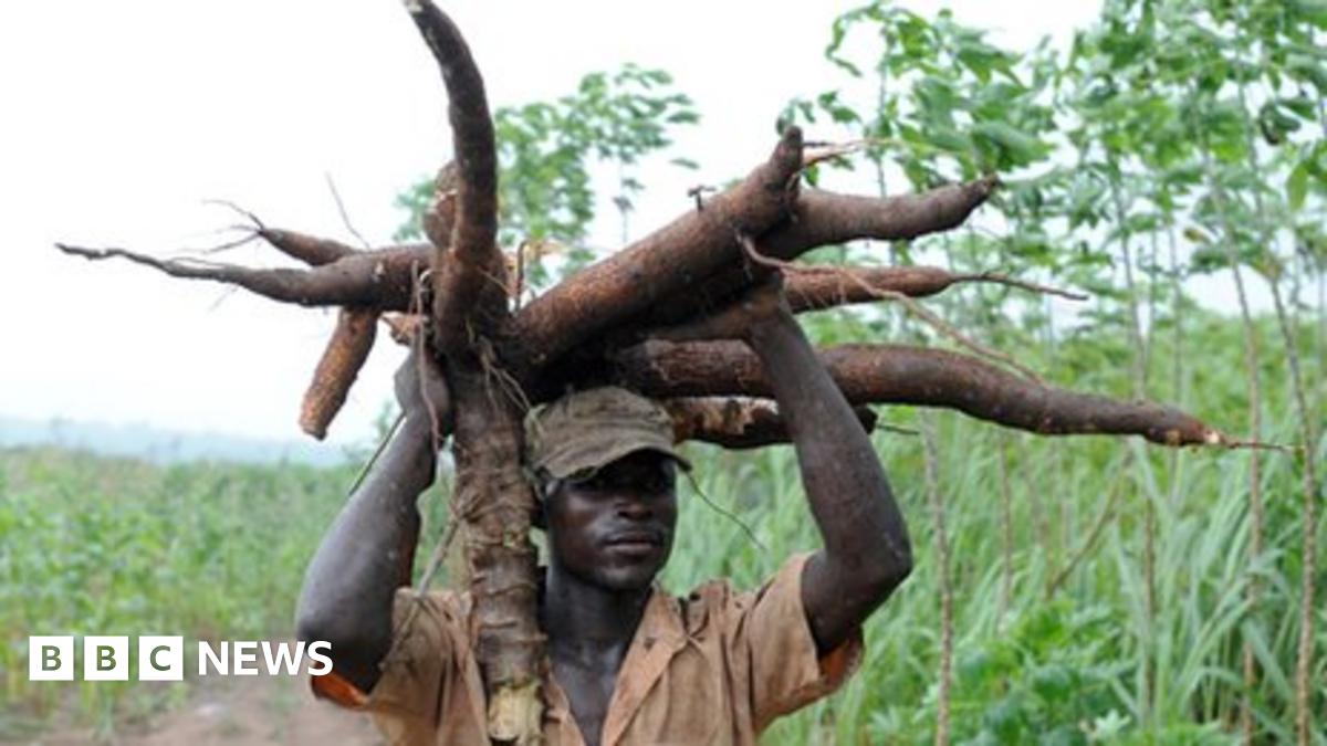 Cassava 'offers climate change hope' for Africa - BBC News