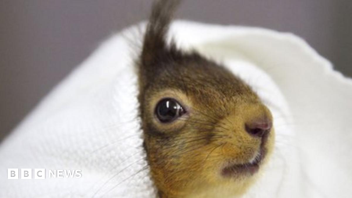 Red squirrel returns to Cumbrian woods after road injury - BBC News