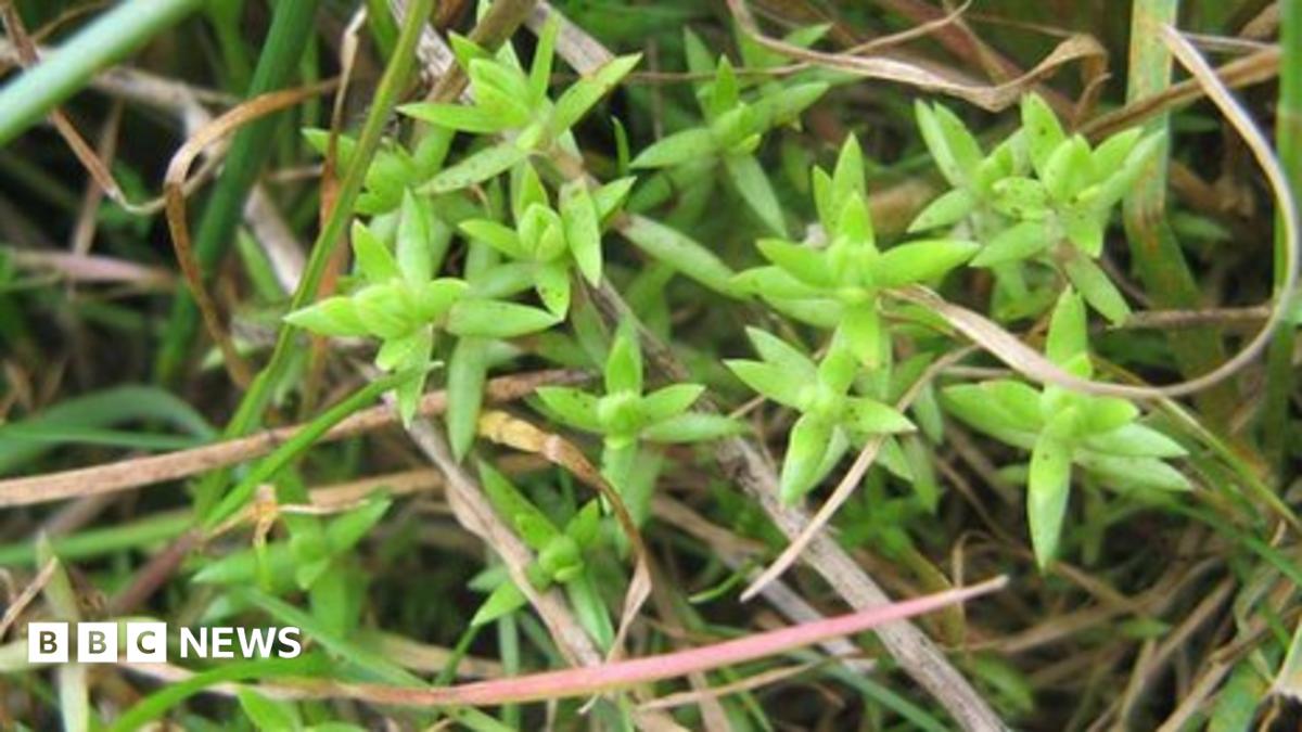 RSPB's Llandudno Junction reserve salt water to kill swamp stonecrop ...