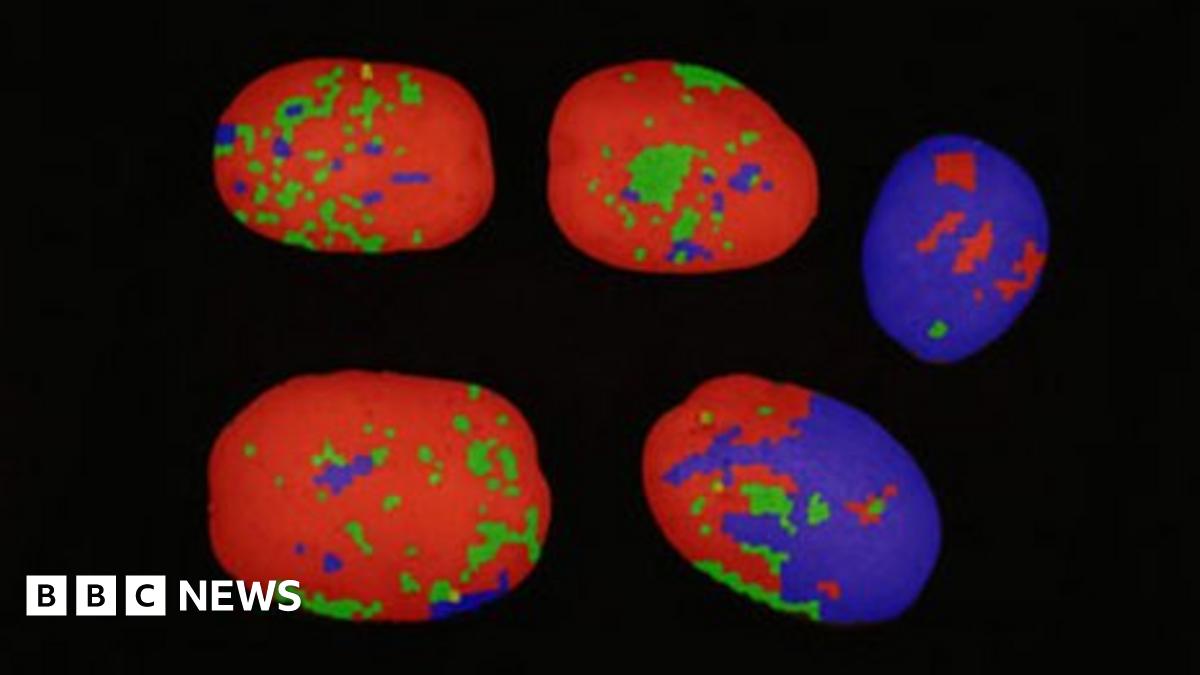 New potato-spotting AI built with off-the-shelf tech - BBC News
