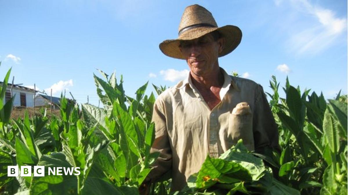 The evolution of the Cuban cigar - BBC News
