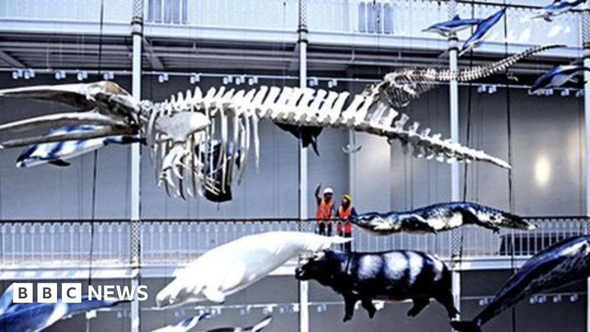 National Museum campaigner Bruce Minto becomes chair - BBC News