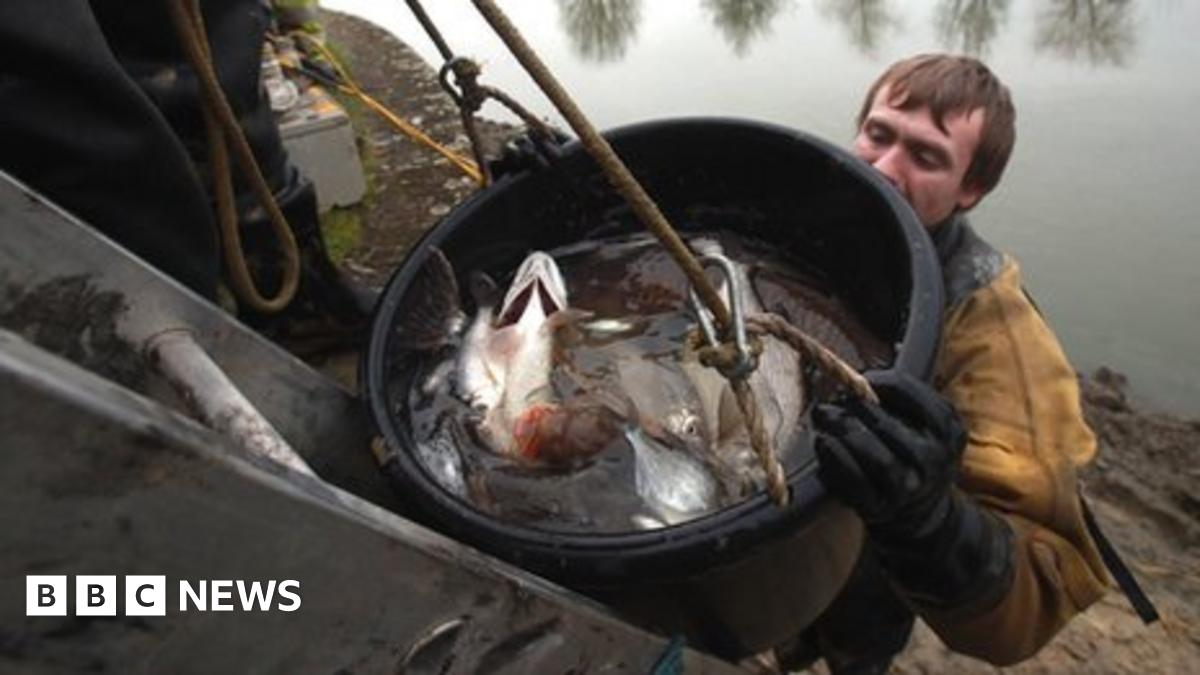Who, What, Why: How do you rescue fish? - BBC News