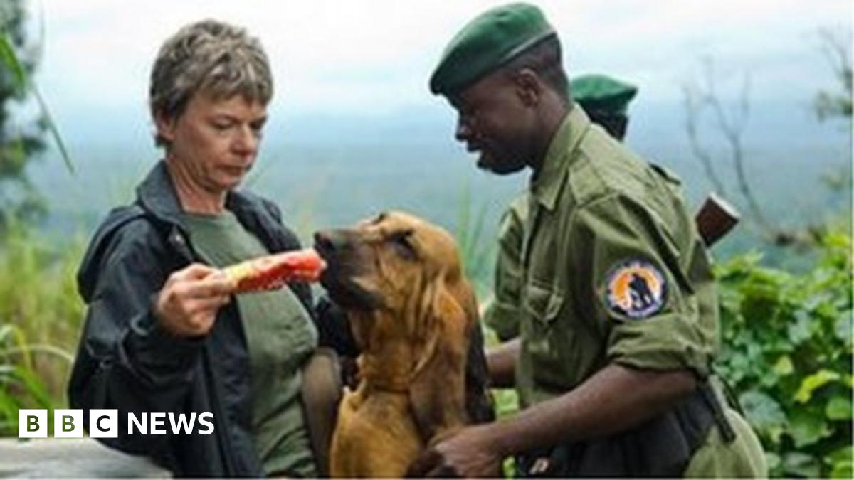 DR Congo employs dogs to tackle elephant poaching - BBC News