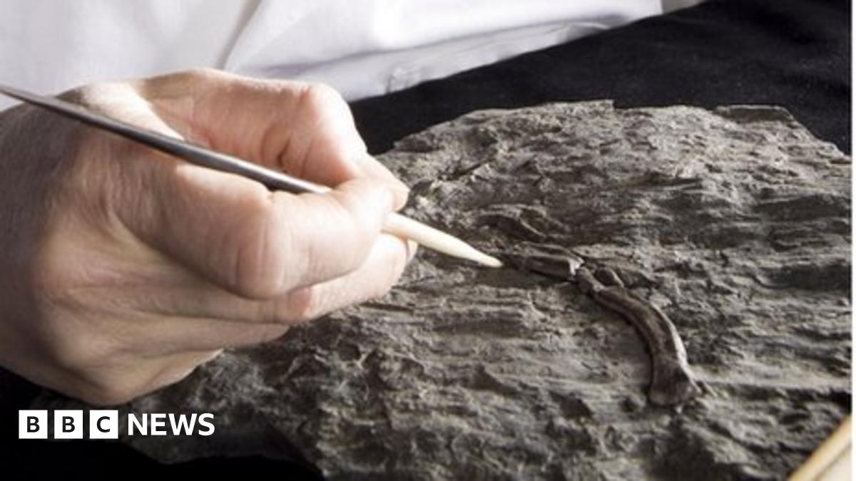 Borders fossils fill 'gap' in evolution story - BBC News