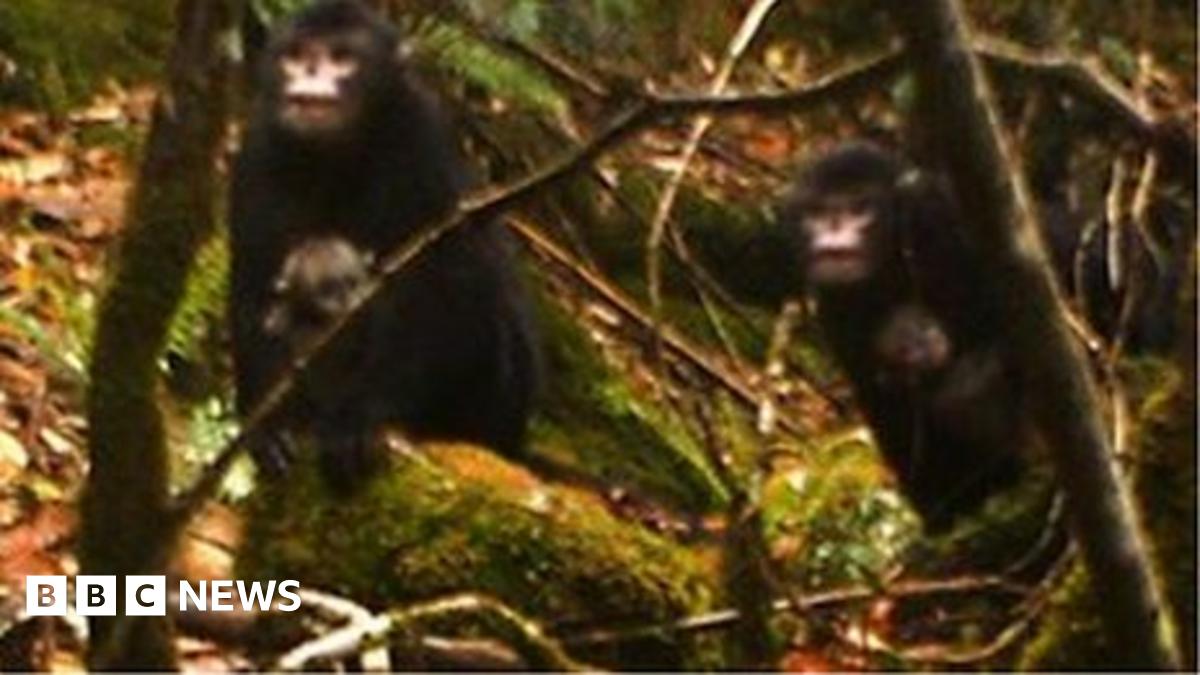 Project to protect rare Burmese monkey gets new funding - BBC News