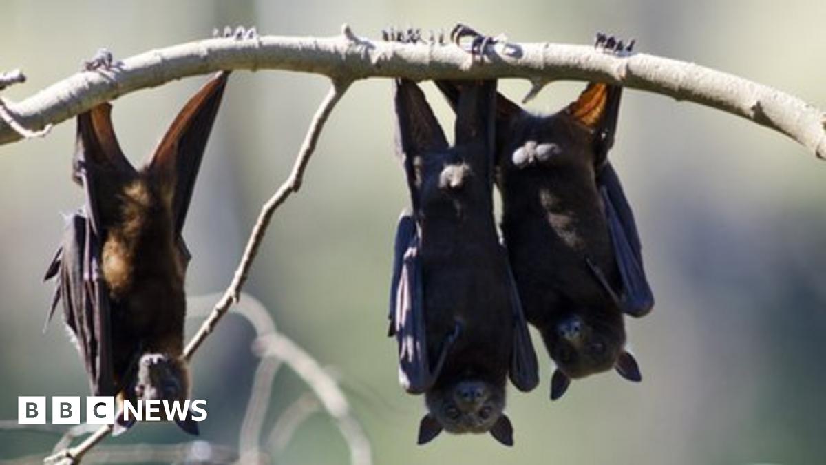 Bats in northern Australian town prompt disease warning - BBC News