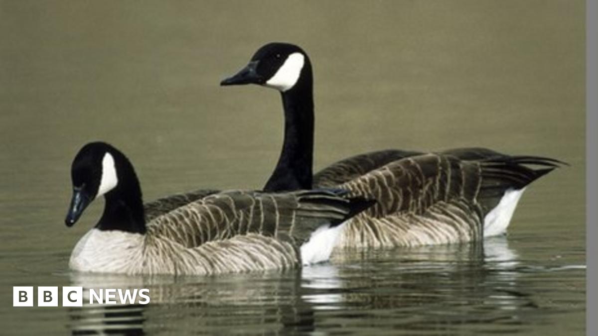 Windermere Canada geese cull to go ahead - BBC News