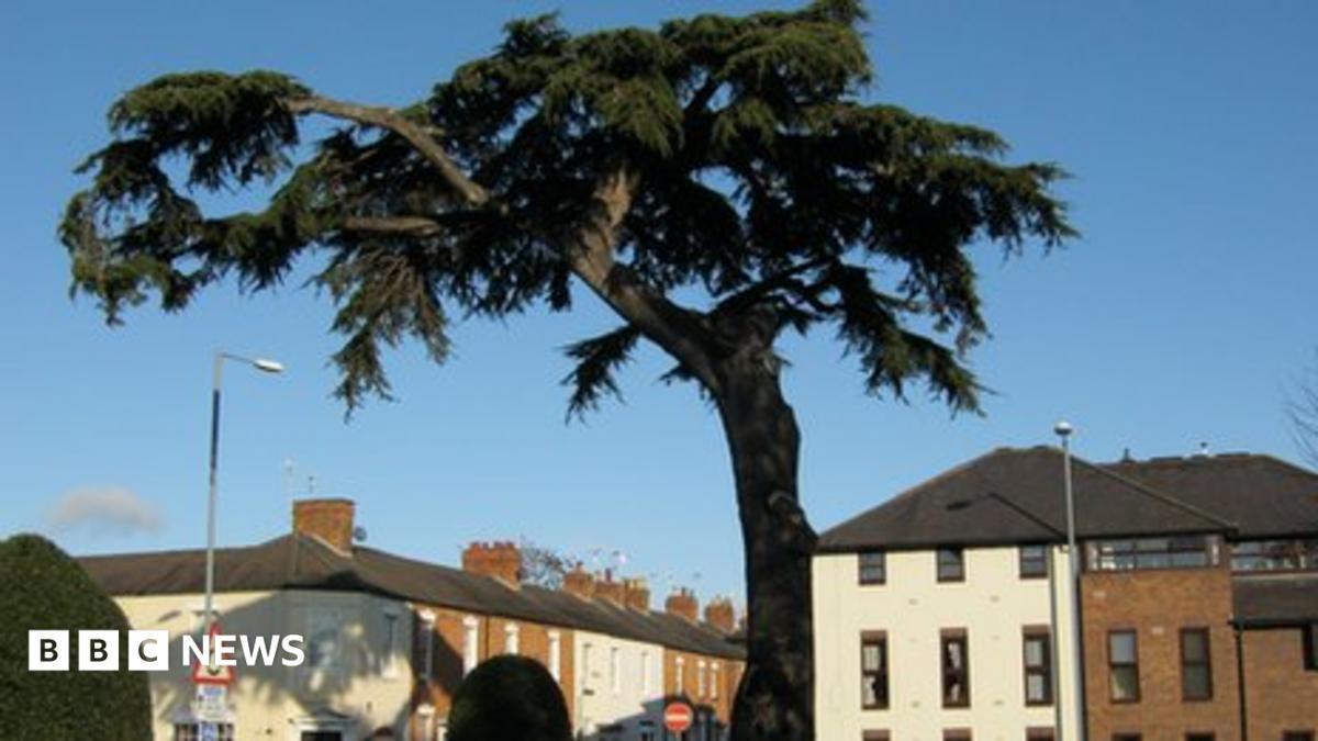 Tree in garden of Shakespeare's birthplace cut down - BBC News
