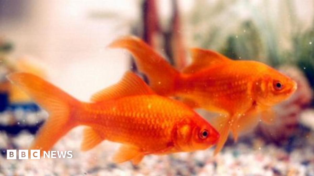 Stallholder wants goldfish prizes at Ludlow May Fair - BBC News