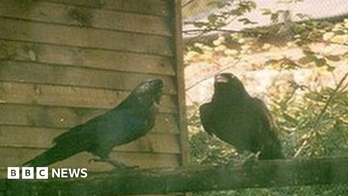 Tarquin the raven at Crowthorne sanctuary needs eye operation - BBC News