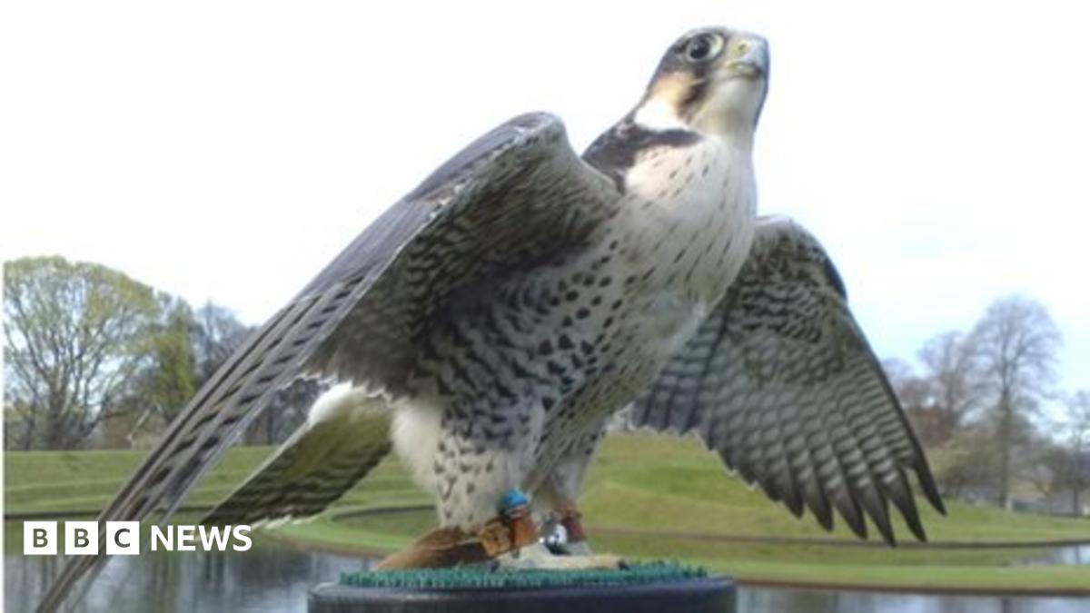 Andrew Hutchison fined for killing Holyrood hawk Naph - BBC News
