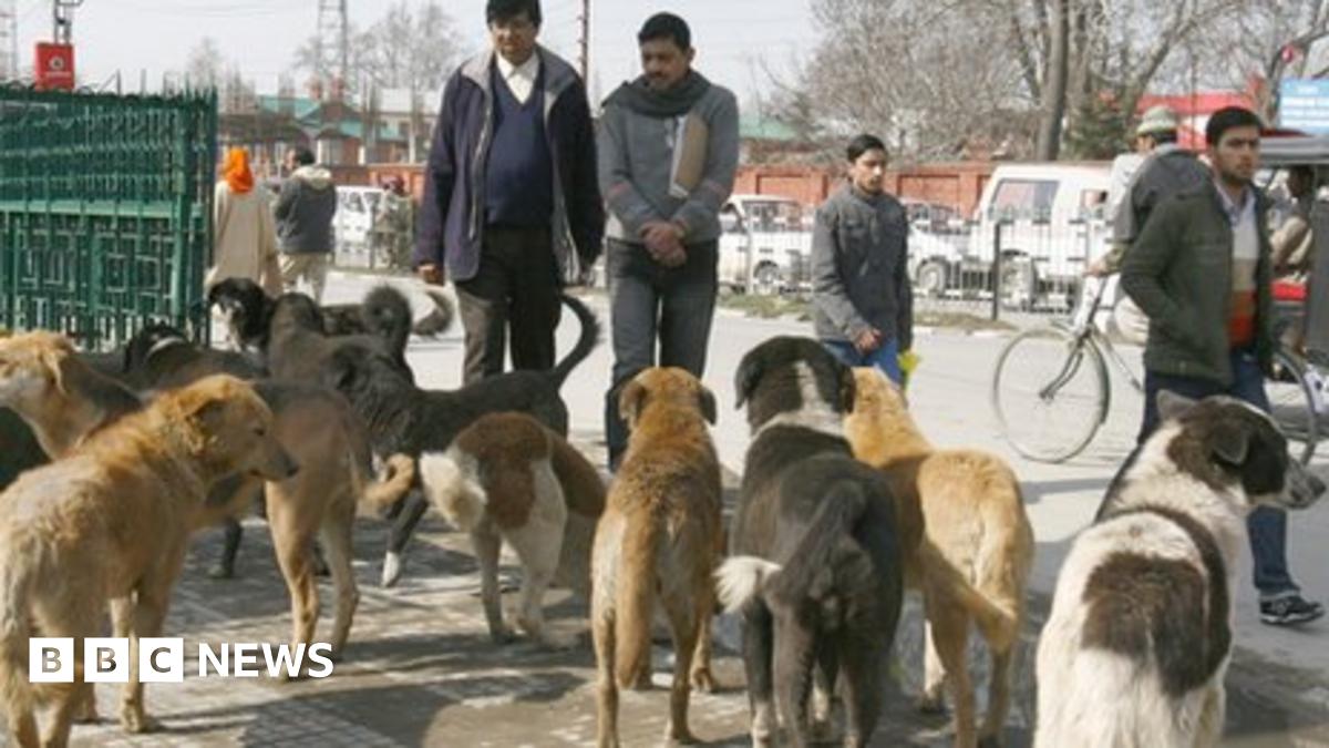 Why stray dogs are Kashmir's latest threat - BBC News