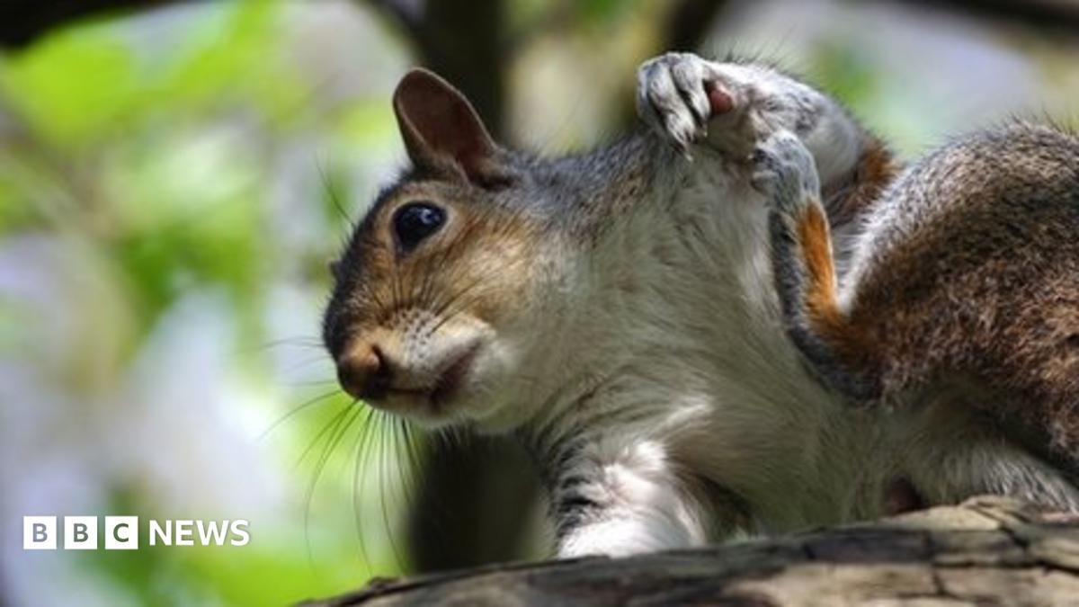 Grey squirrel cull for Allt Goch woods, Llanidloes - BBC News