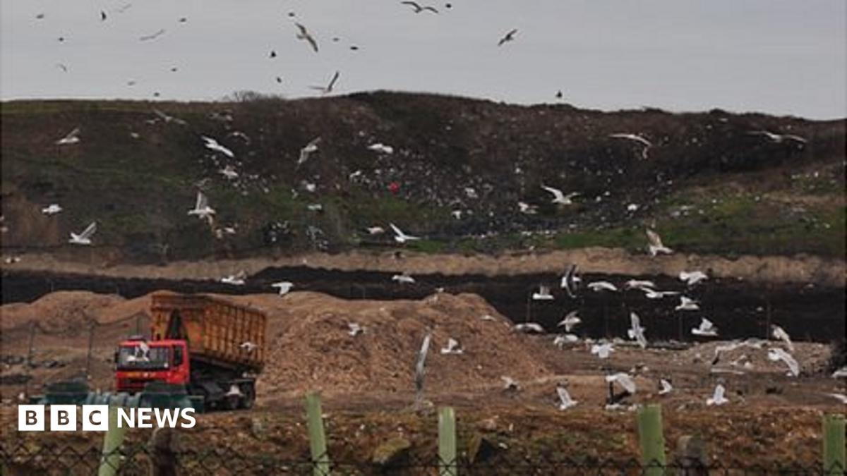 Guernsey stopping landfill 'will hurt gull population' - BBC News