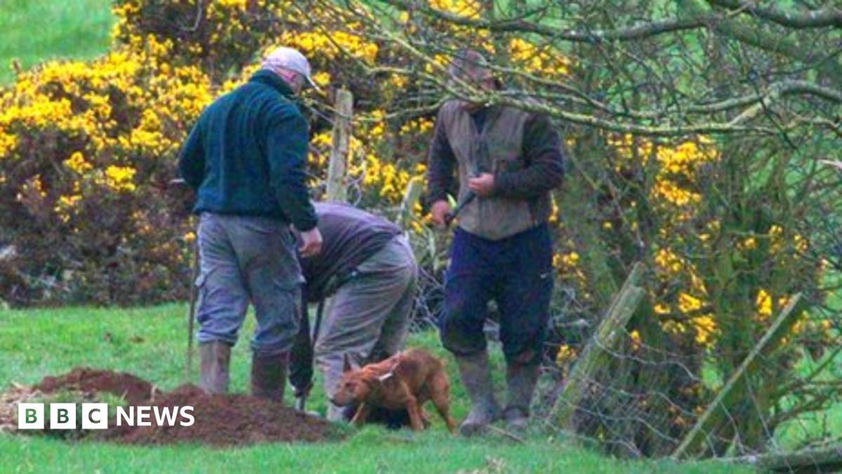 Badger baiting - BBC News