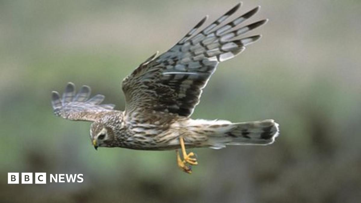Hen harriers 'being wiped out' in England by persecution - BBC News