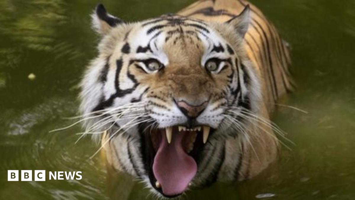 Stray tiger in India evades 'mating call' lure - BBC News