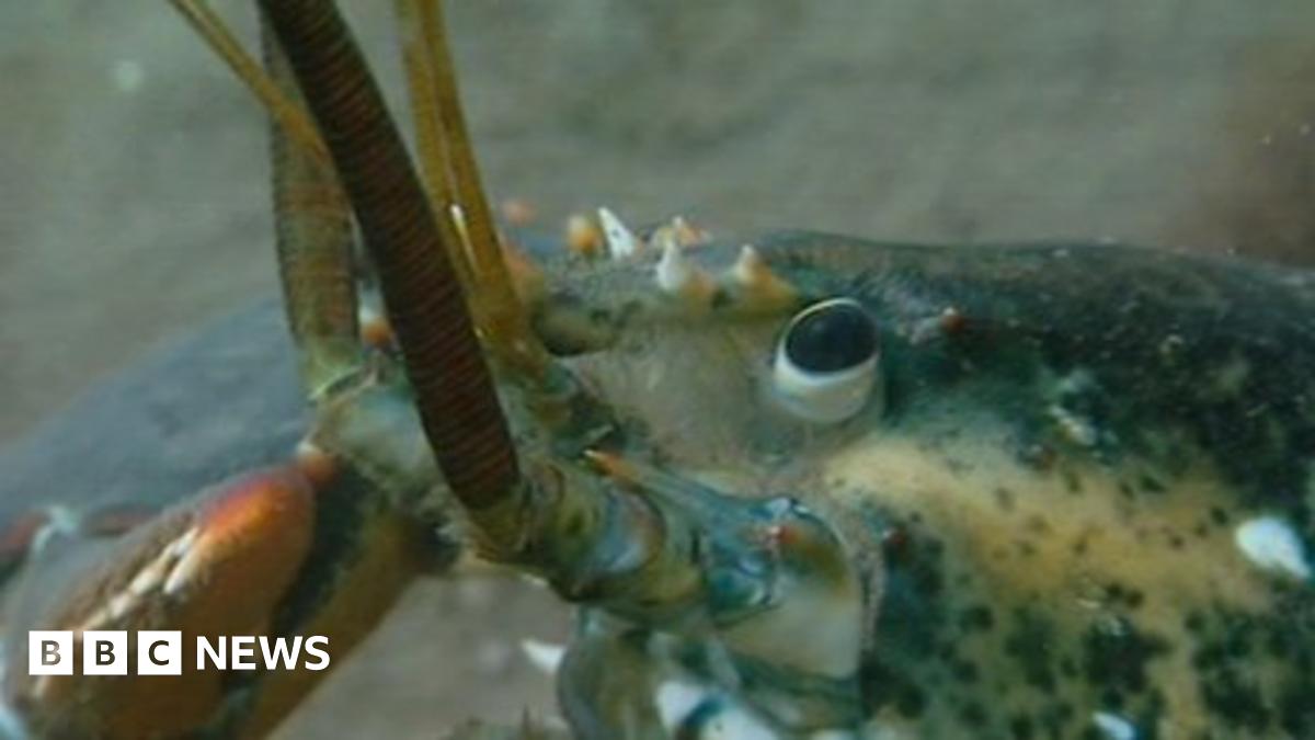 First lobsters for Weymouth and Portland's artificial reef - BBC News