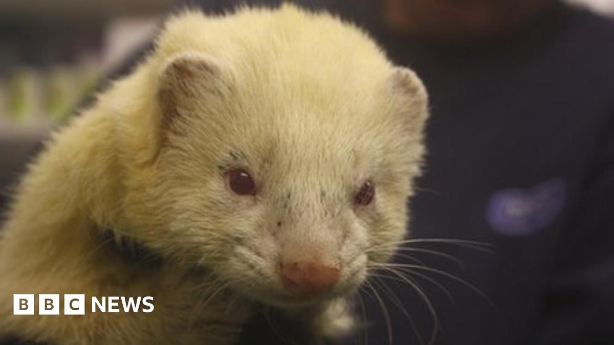 Floating ferret rescued off Anglesey's Beaumaris Pier - BBC News