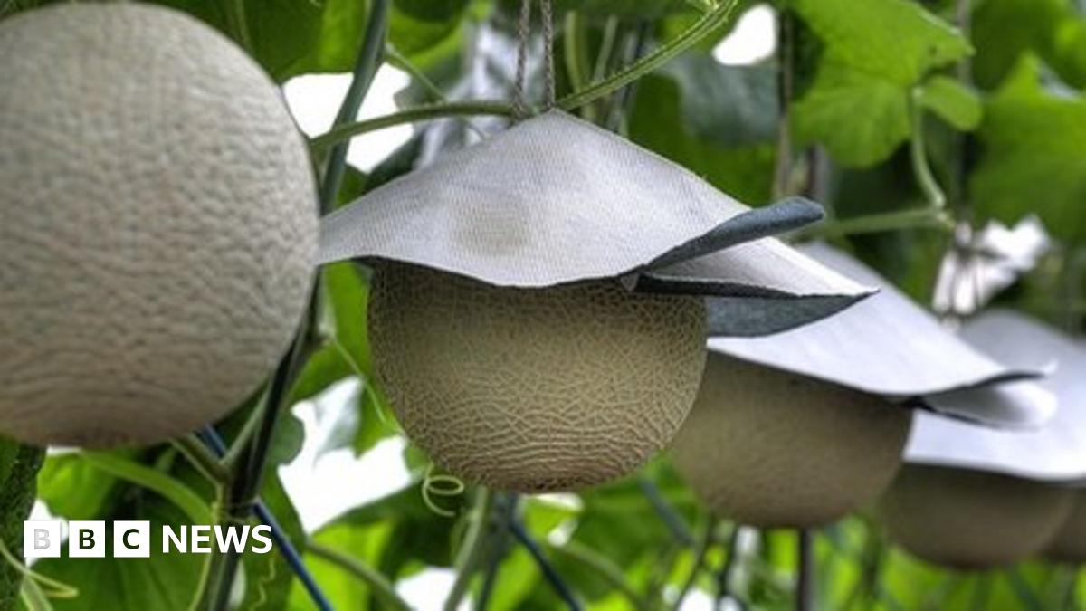 Japan's obsession with perfect fruit - BBC News