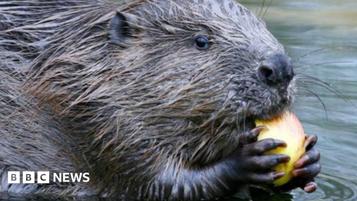 Plan to trap River Tay beavers reversed by ministers - BBC News