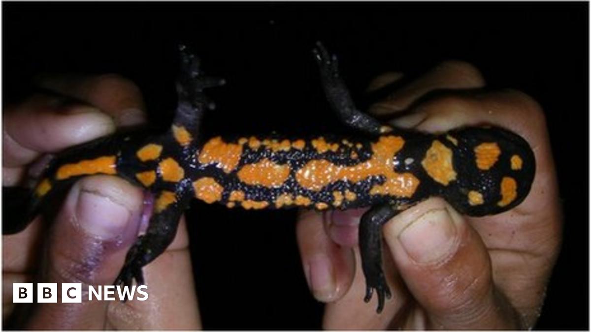 Should the location of newly discovered species be hidden? - BBC News