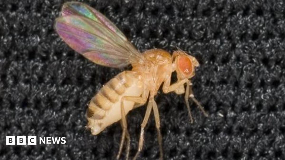 The mutant fruit flies that tell us about human disease - BBC News