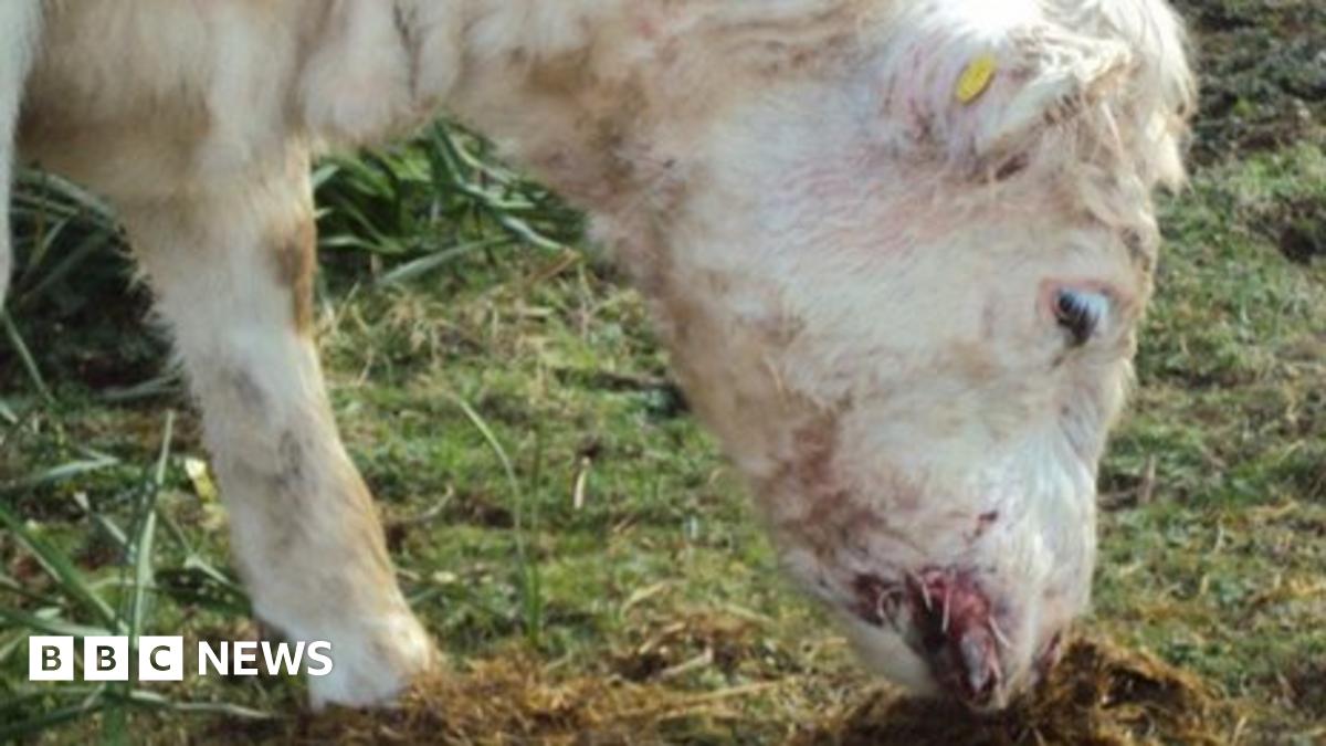 Trenow farmer shoots dead rare-breed cow attack dog - BBC News