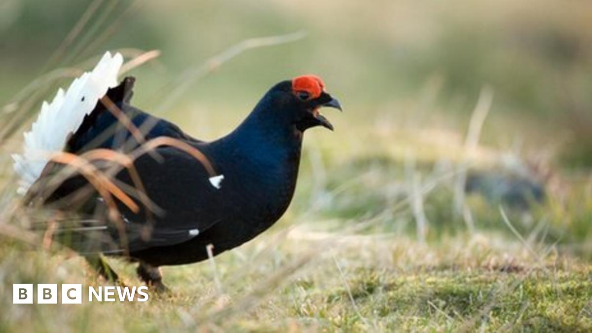 Black grouse numbers rise in Wales, but only in RSBP-managed areas ...