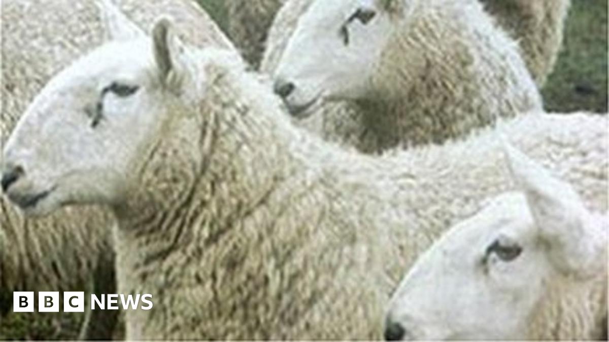 Rustlers steal dozens of sheep from East Lothian farms - BBC News