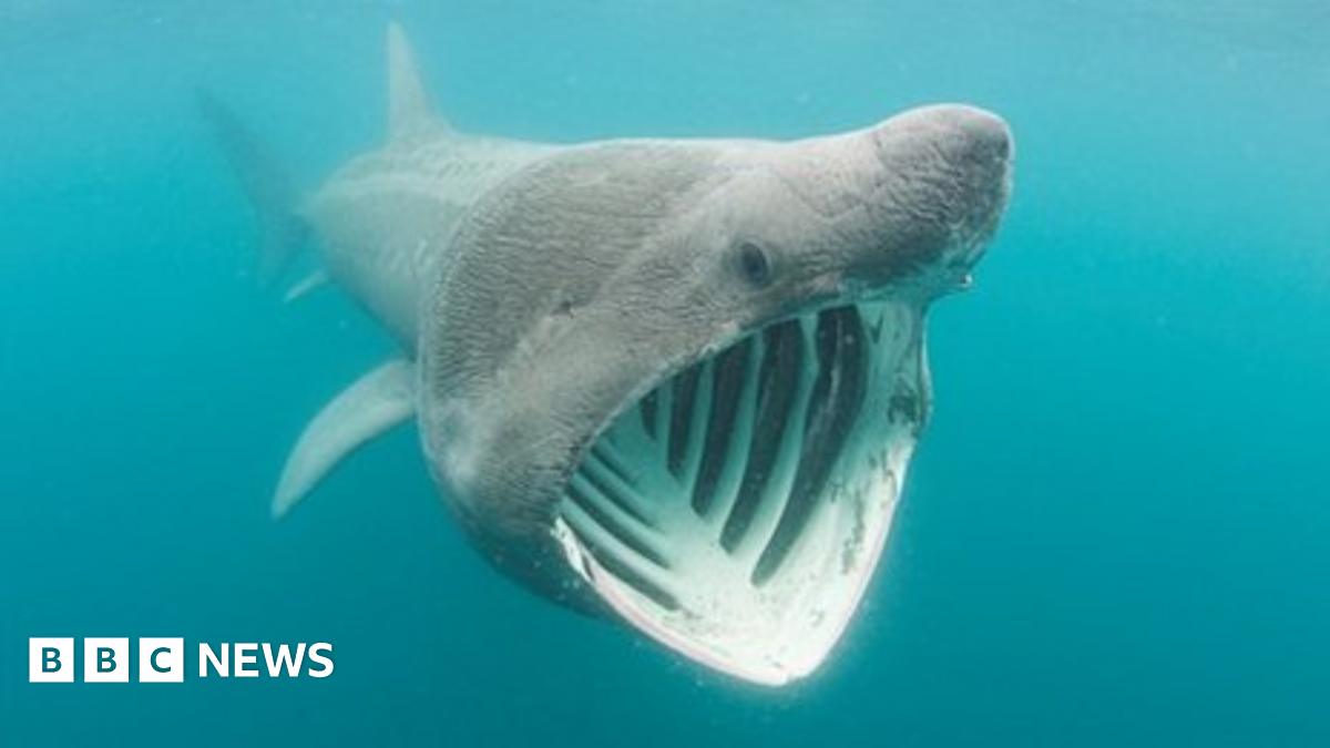 Missing basking shark tag reward offered on Isle of Man - BBC News