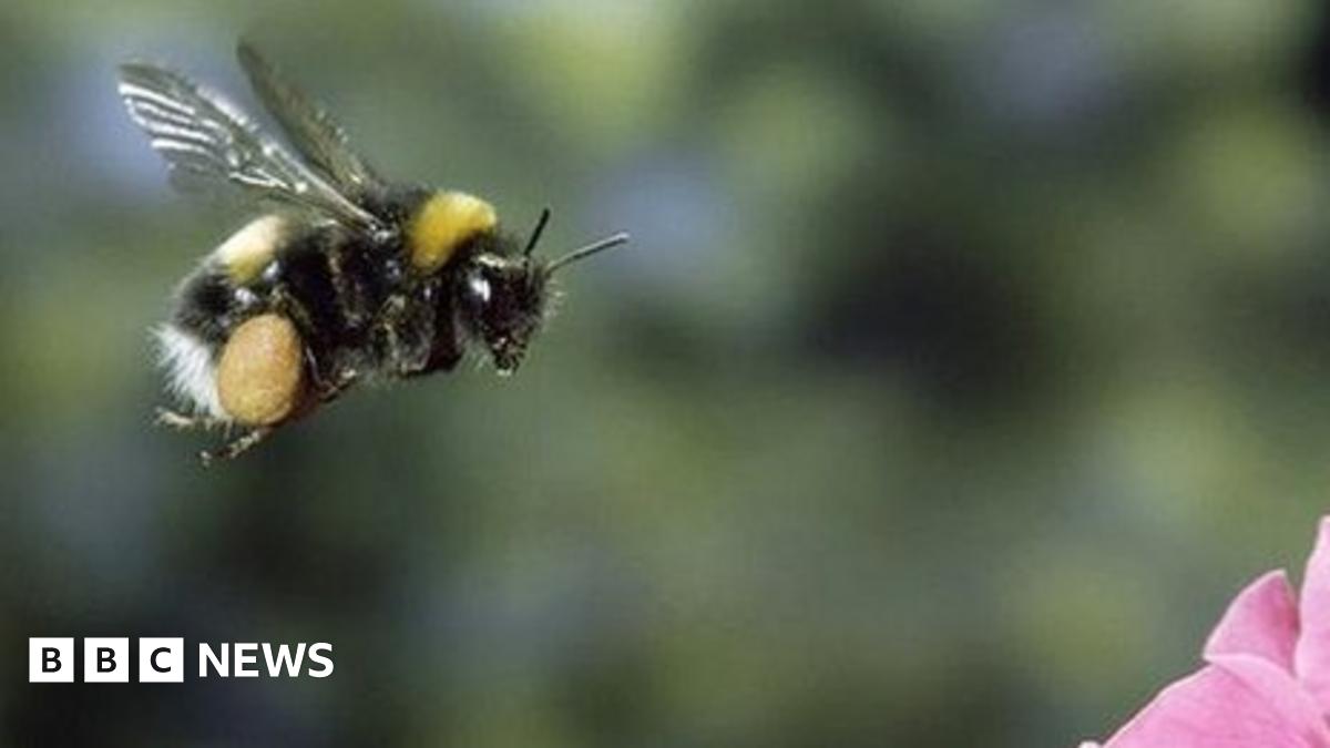 Pesticides hit queen bee numbers - BBC News