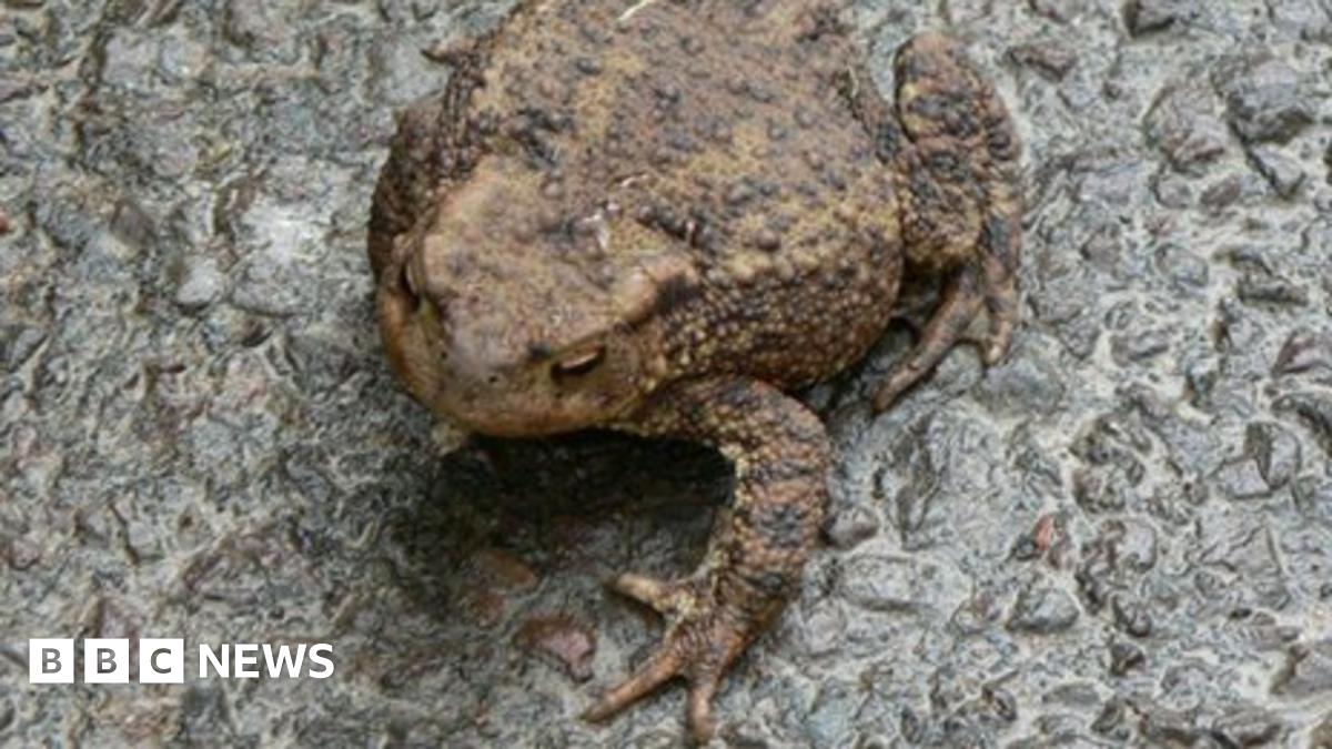 Northamptonshire toads embark on a doomed path to love - BBC News