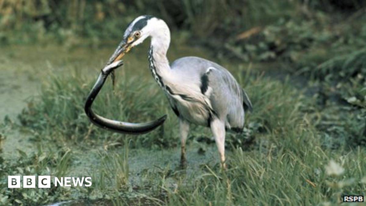 Hundreds of herons nest in Somerset wood - BBC News