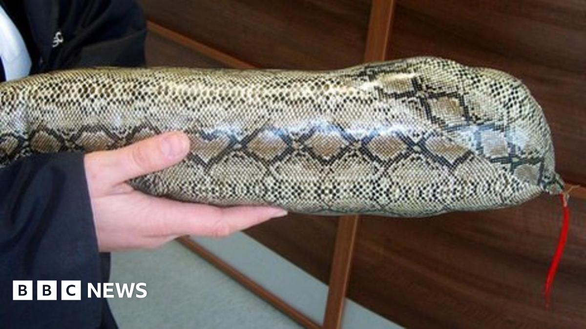 'Snake' found in Kingswells loft turned out to be draught excluder ...